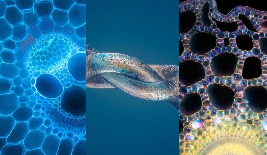 La UBA crea el primer catálogo de imágenes microscópicas ...